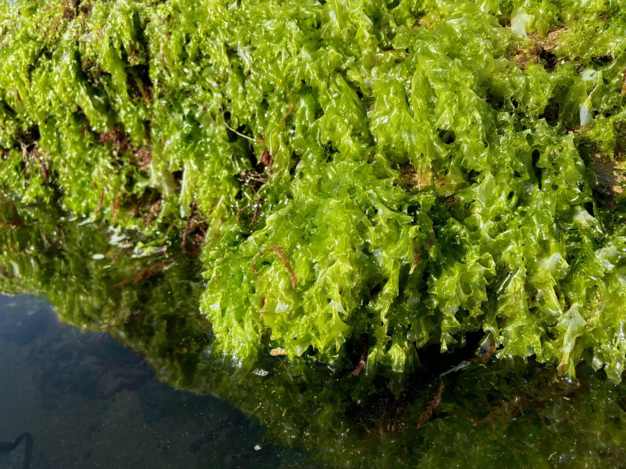 Estudo avalia risco de exceder limites de segurança de metais tóxicos e ...