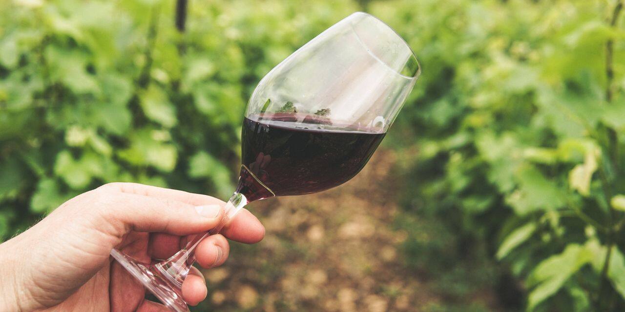 Estudo reconhece qualidade do vinho do vulcão cabo-verdiano do Fogo ...