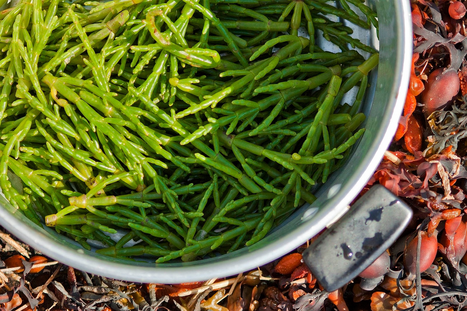 Salicórnia substitui o sal nas casas e nos restaurantes portugueses ...